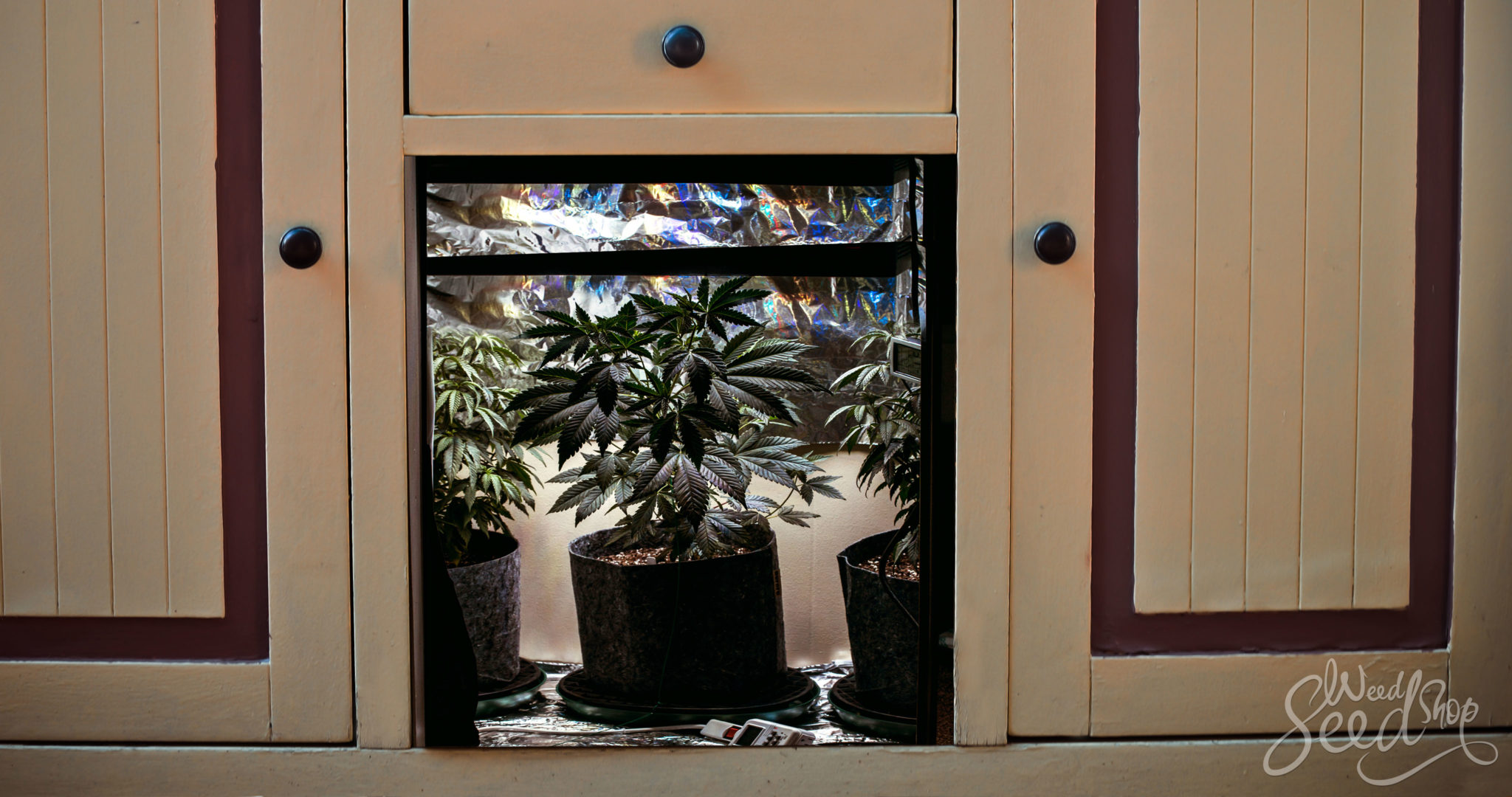 Micro Growing: Growing Weed in Small Spaces - WeedSeedShop
