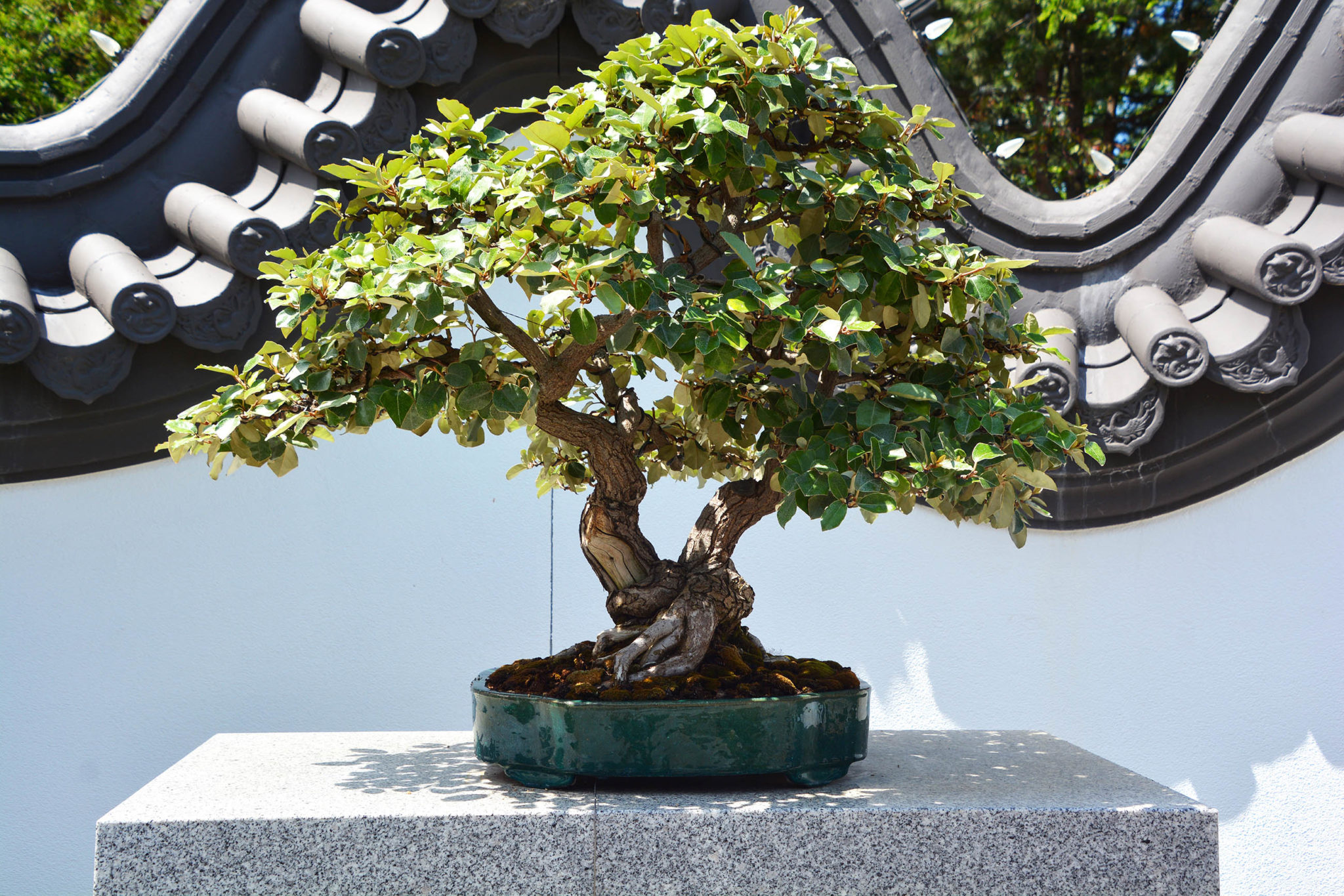 Cannabonsai: How to Grow a Cannabis Bonsai Tree - WeedSeedShop