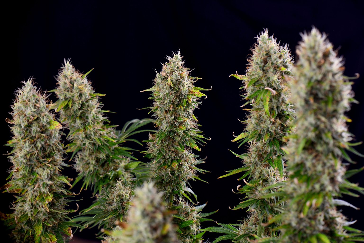 Skunk, Haze, Kush... ¿Cuáles son las variedades de las familias ...