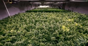 Sea of Green (SOG): A Complete Guide to Upping Your Yields - WeedSeedShop