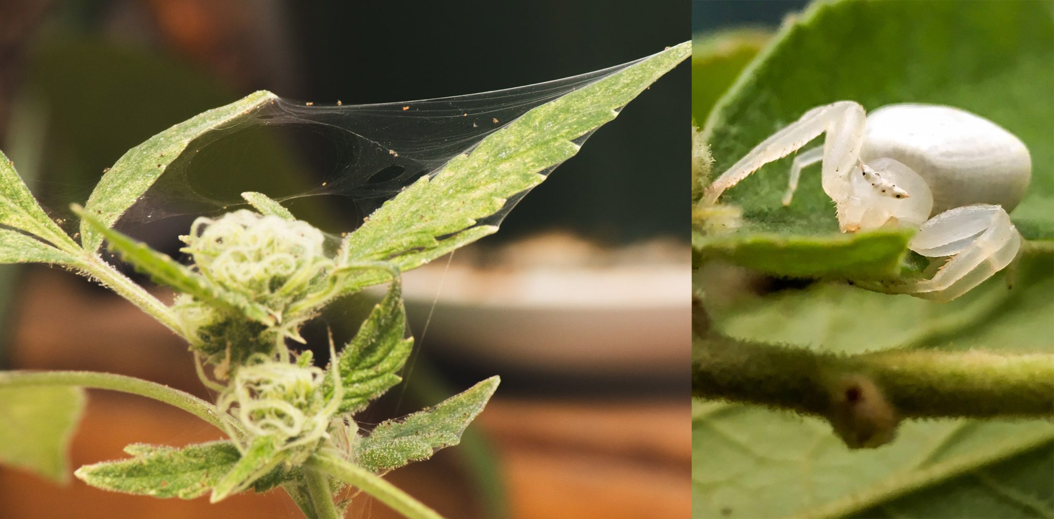 How To Spot and Remove Bugs on Weed - WeedSeedShop