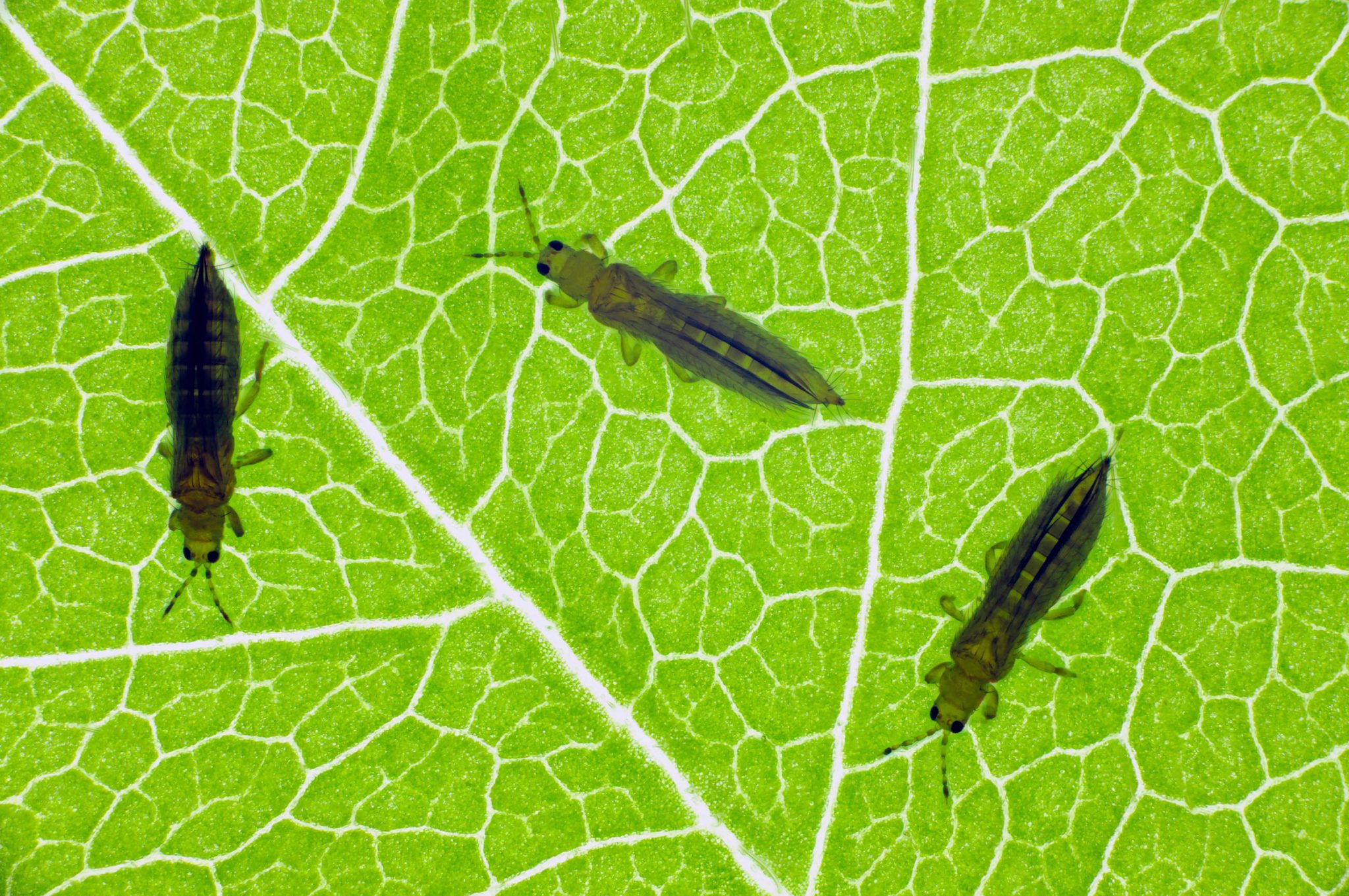How To Spot and Remove Bugs on Weed - WeedSeedShop