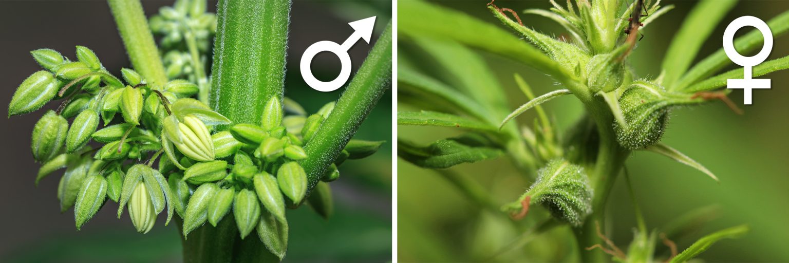 First Signs of Flowering: What to Look For - WeedSeedShop