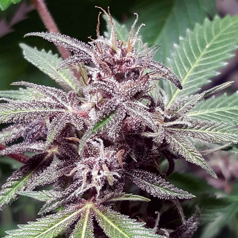 9 Best Purple Strains - WeedSeedShop