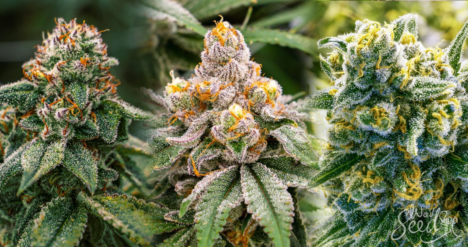 7 Best Indica Strains: Unwind & Relax - WeedSeedShop
