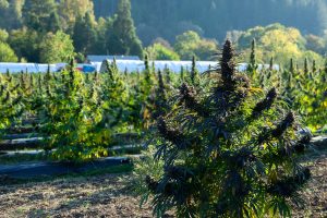 When Does Cannabis Start Flowering Outdoors? - WeedSeedShop