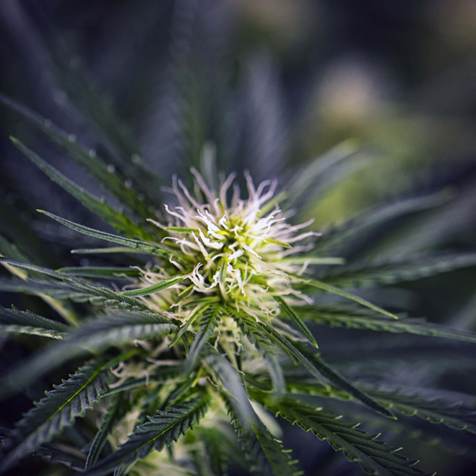 When Does Cannabis Start Flowering Outdoors? - WeedSeedShop