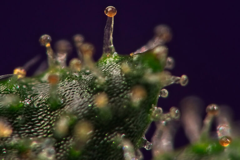 Trichomes on Weed: Cannabis Science that Sticks - WeedSeedShop