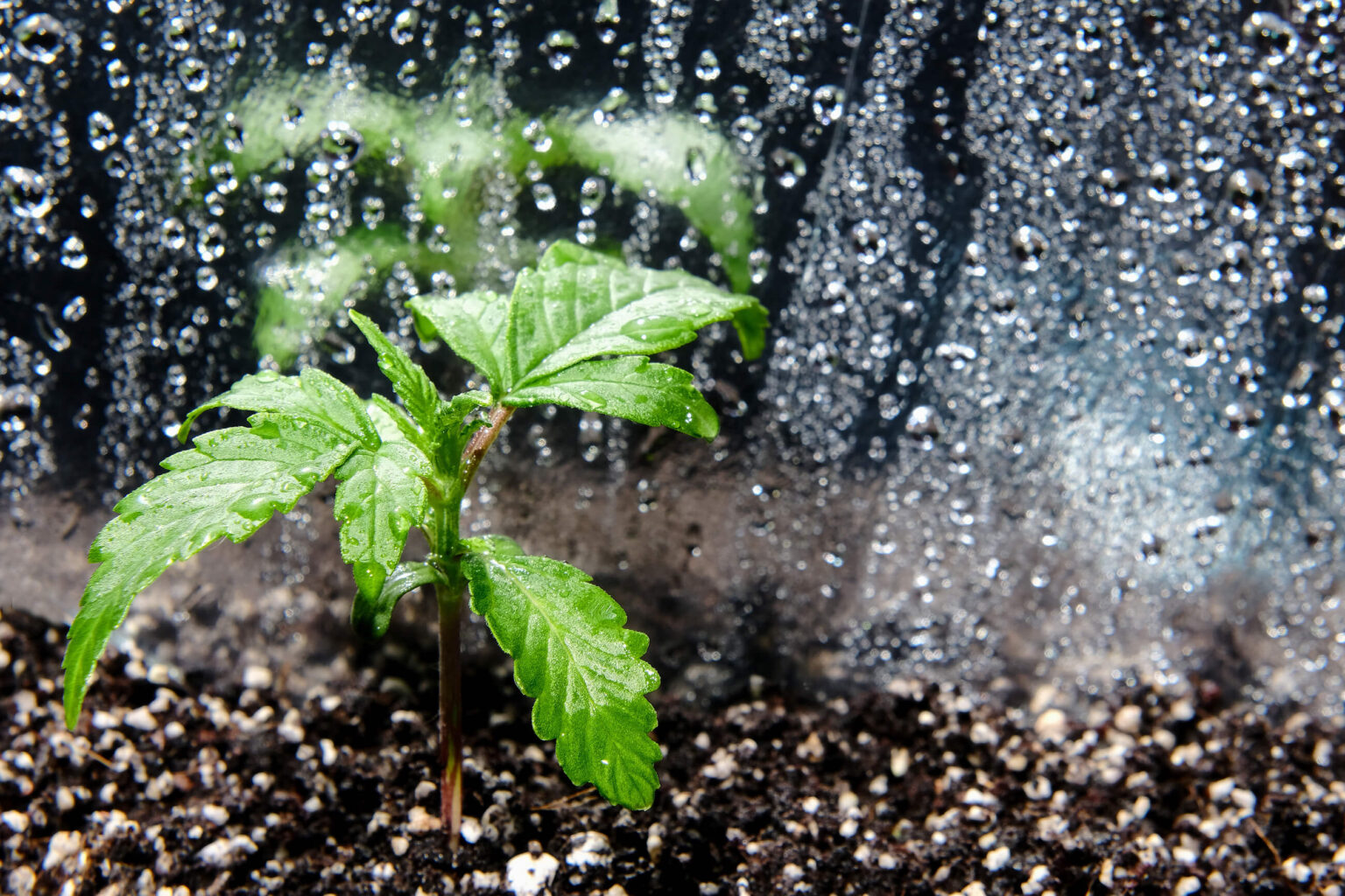 Cannabis Seedling Stage: A Week-By-Week Guide - WeedSeedShop