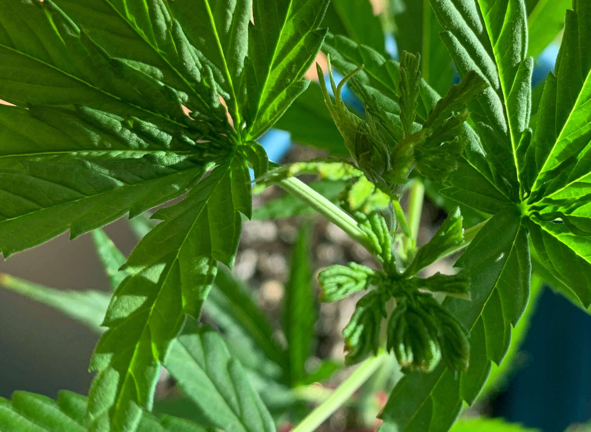 Fimming Cannabis Plants: An Advanced Alternative to Topping - WeedSeedShop