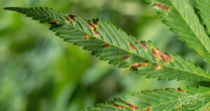 Calcium Deficiency in Cannabis: What to Look For and How to Fix It ...