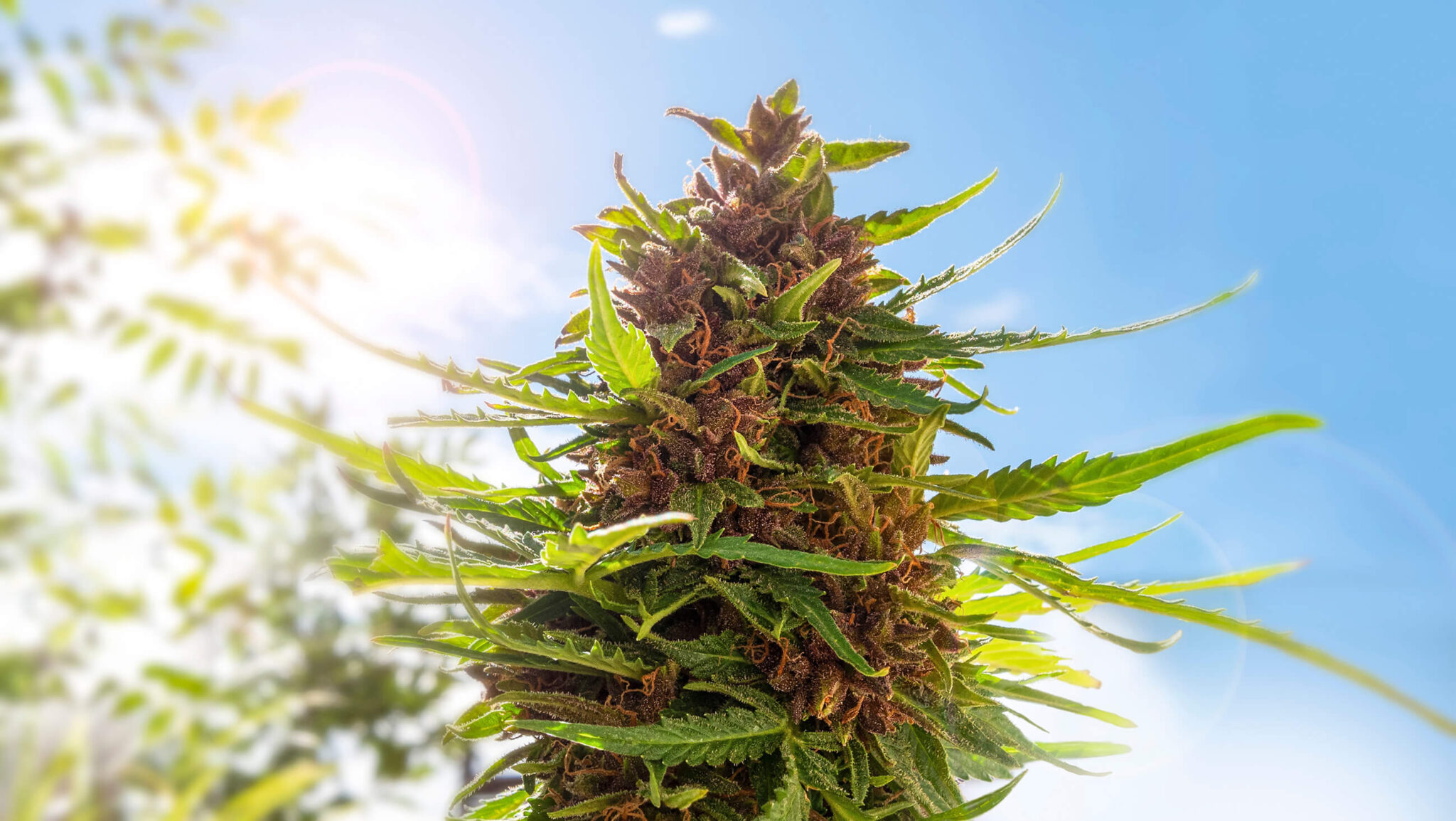 Nitrogen Deficiency in Weed: Symptoms & Fixes | WeedSeedShop - WeedSeedShop