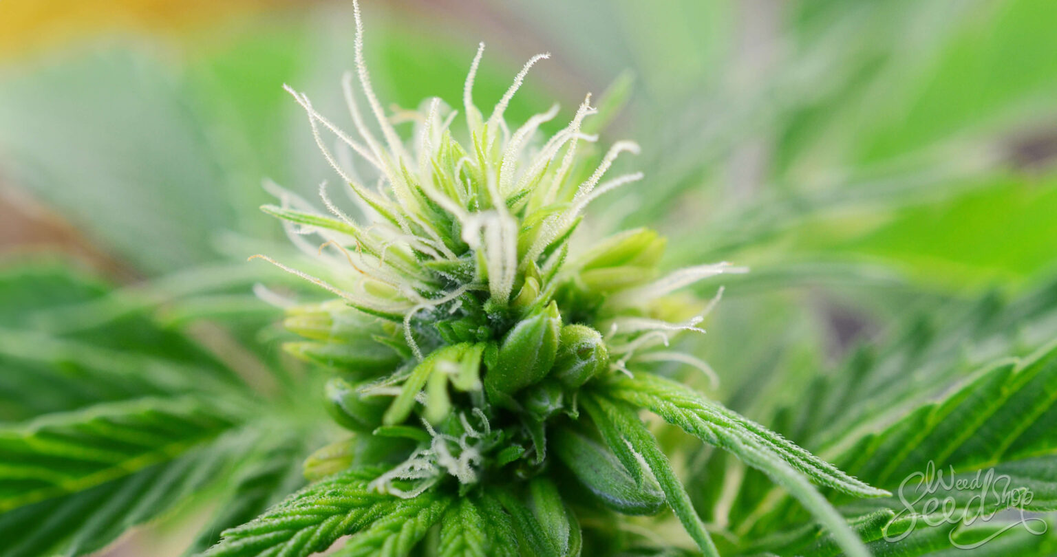 Hermie Weed Plants: Early Signs & What to Do - WeedSeedShop