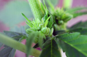 Hermie Weed Plants: Early Signs & What to Do - WeedSeedShop