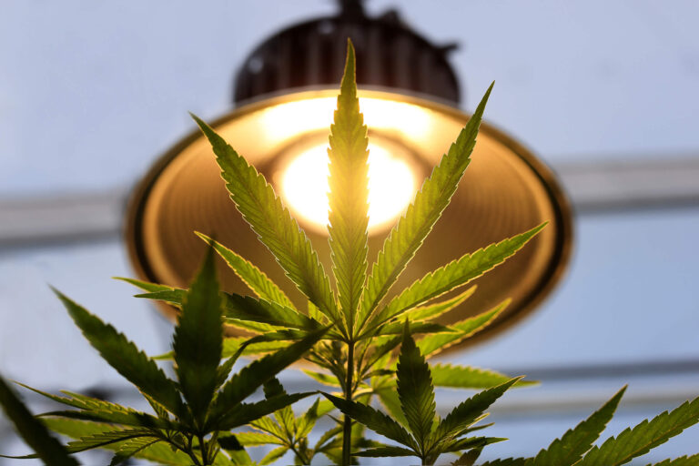 Hermie Weed Plants: Early Signs & What to Do - WeedSeedShop