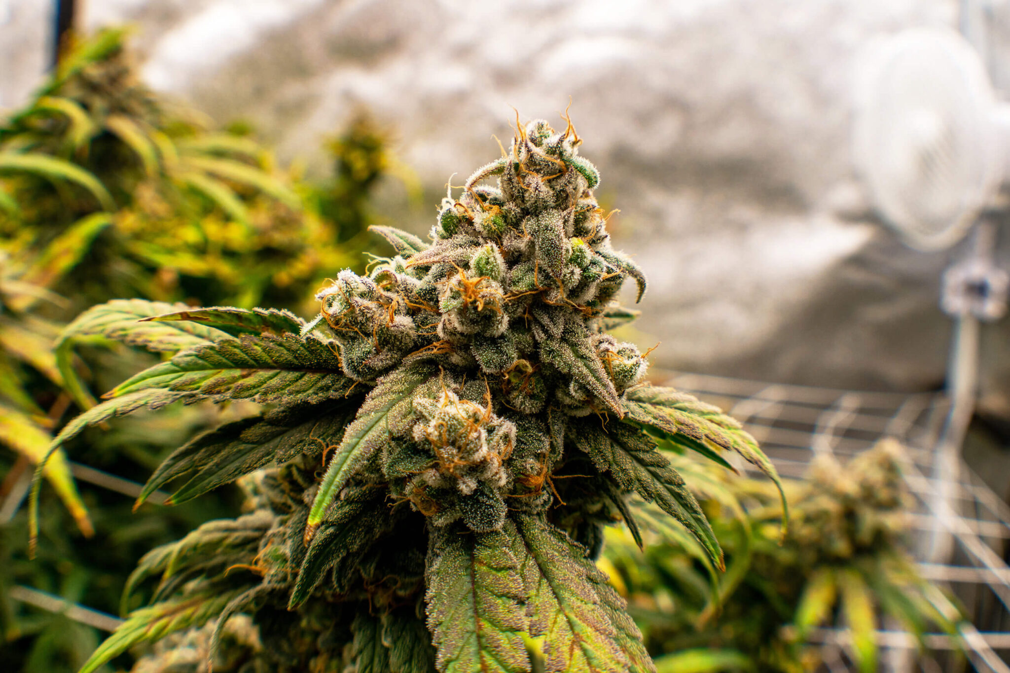 Hermie Weed Plants: Early Signs & What to Do - WeedSeedShop