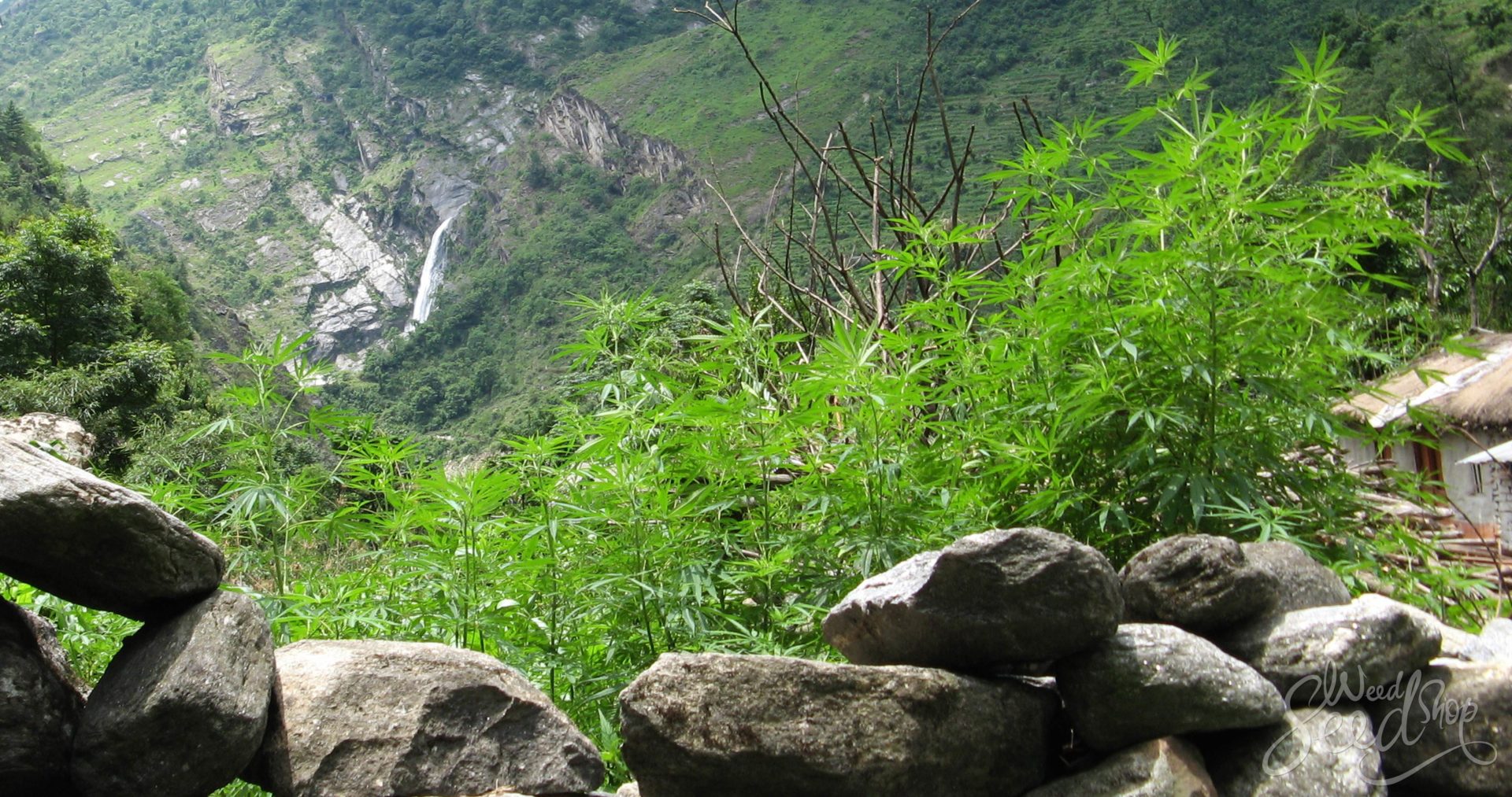 Pueblos himalayos de marihuana silvestre - WeedSeedShop