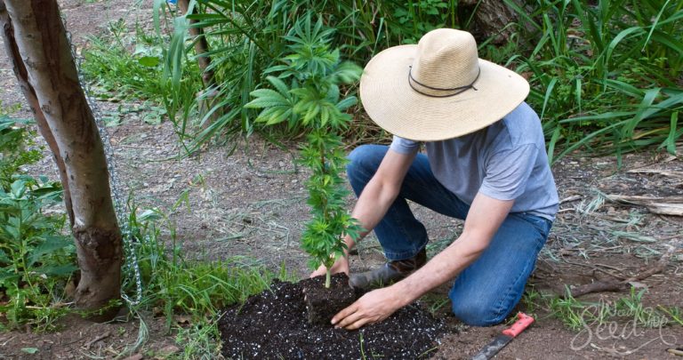 How to Create a Hybrid Cannabis Plant - WeedSeedShop