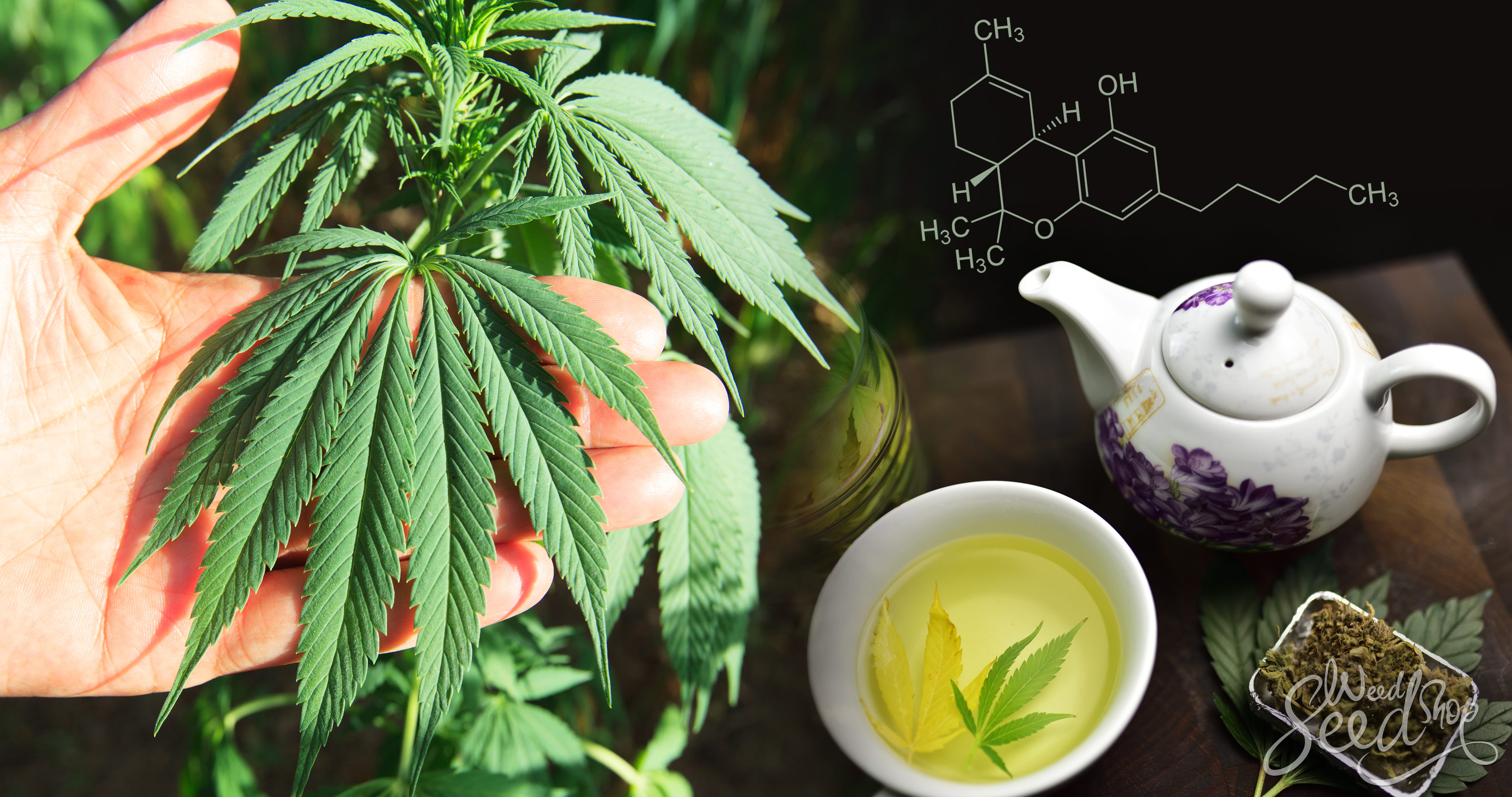 What To Do With Your Cannabis Fan Leaves WeedSeedShop